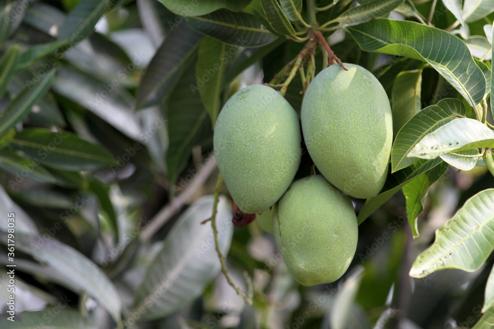 Mango. Tropical fruit. Still in a tree with leaves. Indonesian original ...