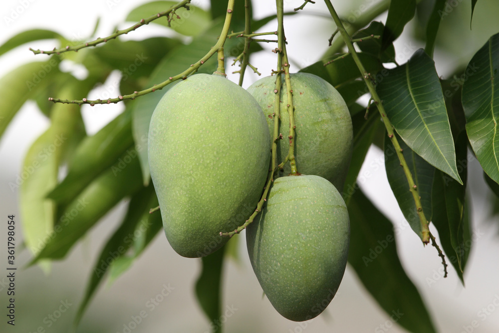 Mango. Tropical fruit. Still in a tree with leaves. Indonesian original ...