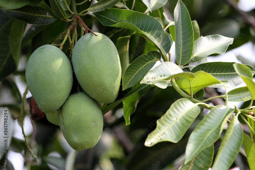 Mango or mangga. Tropical fruit. Still in a tree with leaves. Mangga is ...