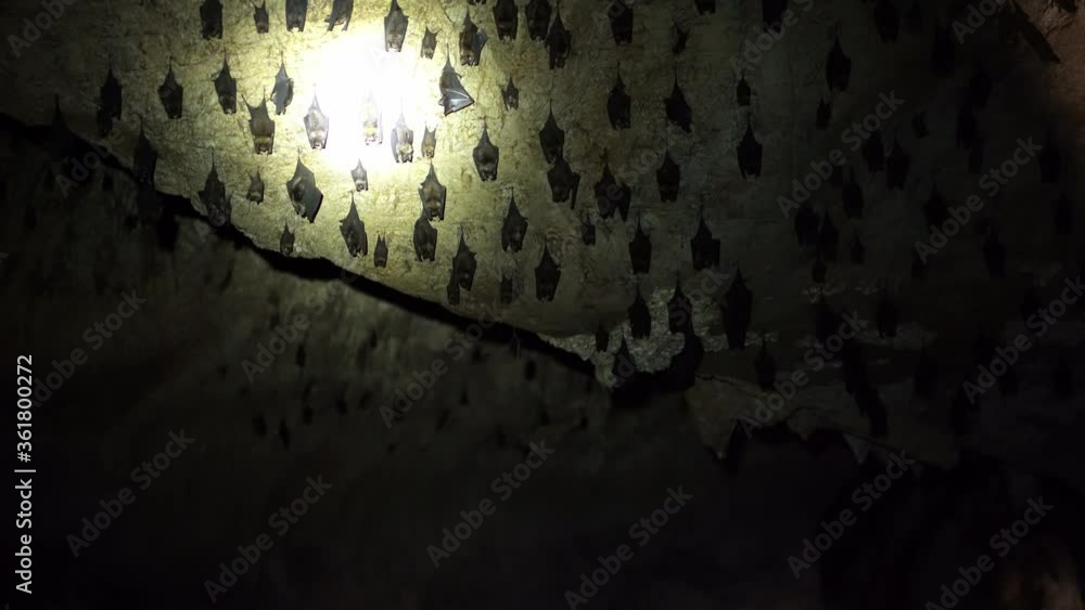 Vídeo do Stock: Creepy footage of walk through the bat cave with a ...