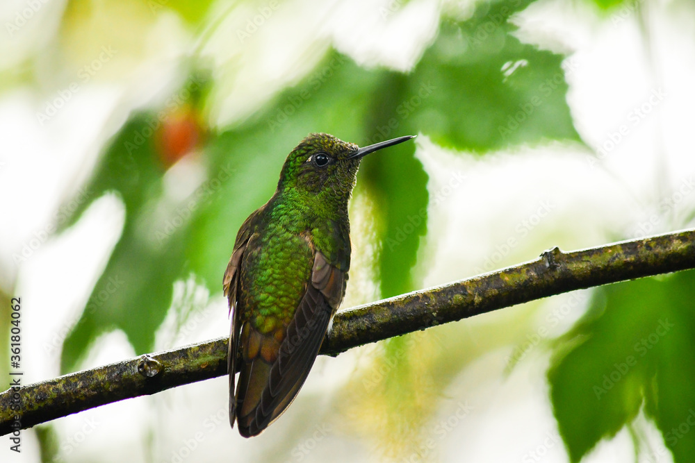 Coronita colihabana / Buff-tailed Coronet /Boissonneaua flavescens ...