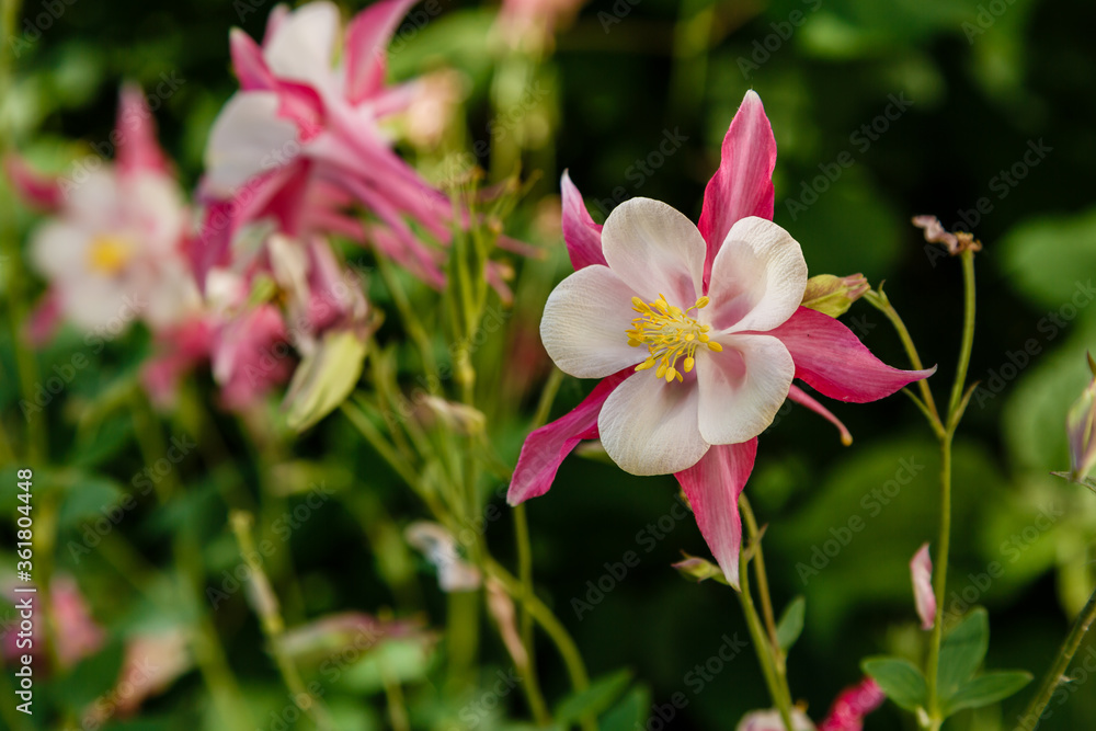 Aquilegia flower (granny's bonnet, columbine) perennial plant. Yellow ...