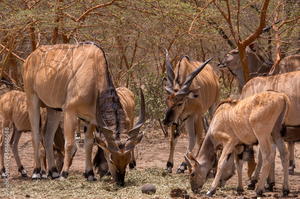 Grupo de antílopes africanos en la reserva natural de Bandia en Senegal ...