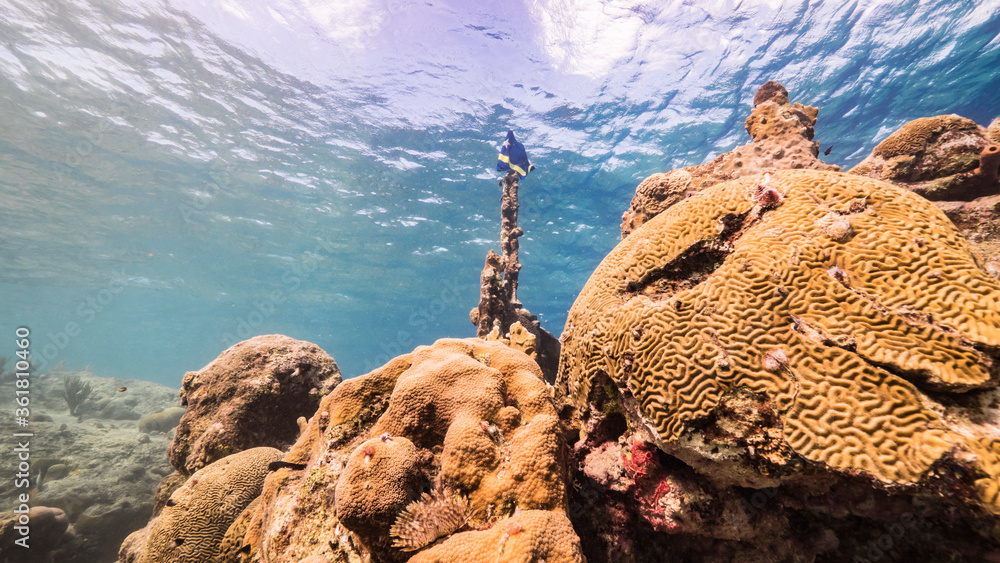 Ship wreck "Tugboat" in shallow water of coral reef in Caribbean sea ...