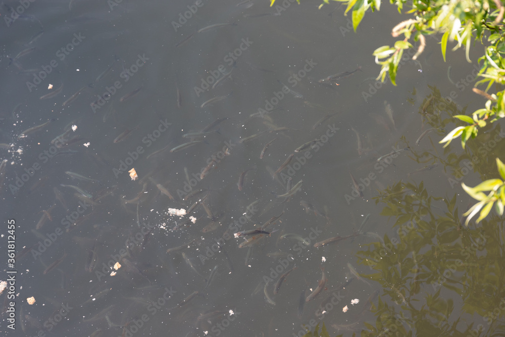 Baby carp fish eating bread. Aquaculture and fish breeding. Fresh water ...