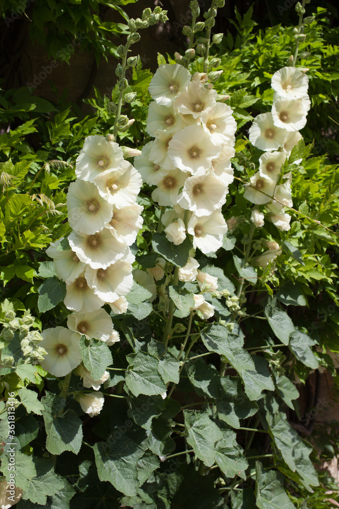 White Common hollyhocks, a species of Mallow also known as a Garden ...