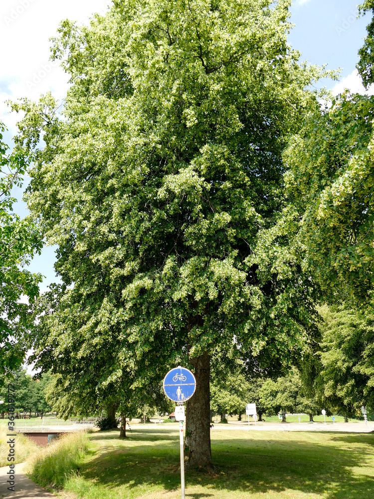 large-leaved lime tree, medicinal tree with flower Stock Photo | Adobe ...