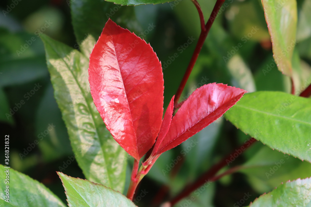 Bright red new leaves of Red Robin Photinia bush . Photinia x fraseri ...