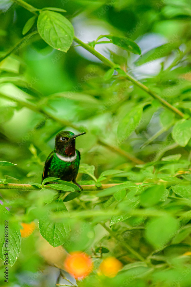 Solangel Gorgipúrpura / Gorgeted Sunangel / Heliangelus strophianus ...