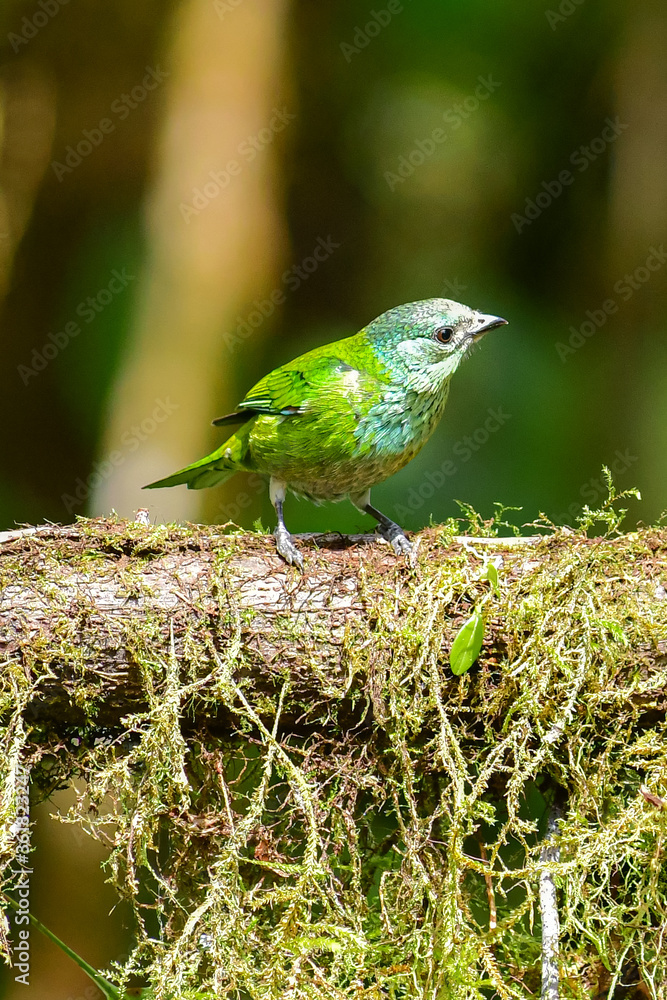 Tangara coroninegra / Black capped Tanager /Tangara heinei - Ecuador ...