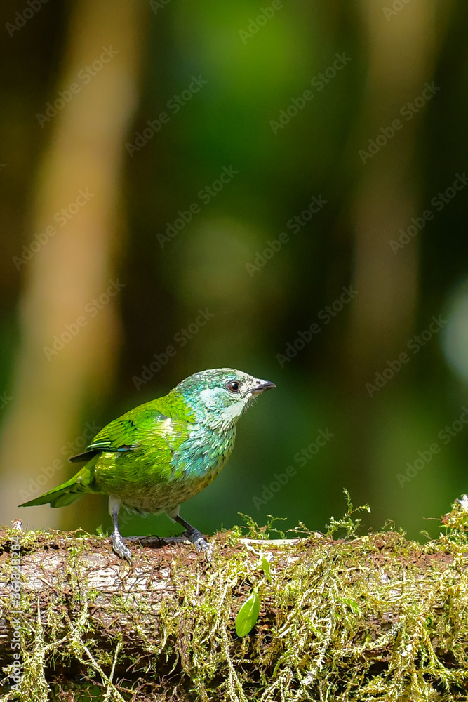 Tangara coroninegra / Black capped Tanager /Tangara heinei - Ecuador ...