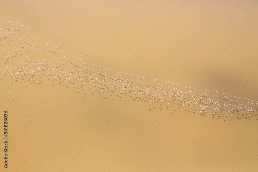 Aerial view of a flock of lesser flamingos over Lake Natron in the ...