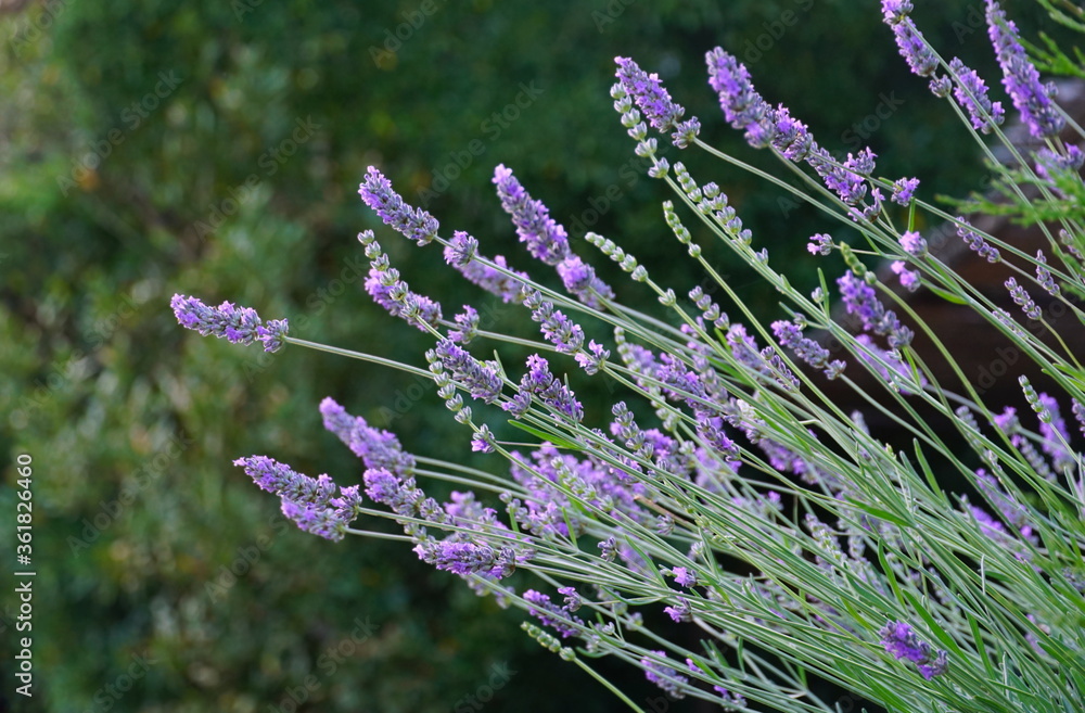 Branches of a blooming lavender bush on a blurred green background ...