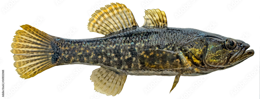 Freshwater fish isolated on white background closeup. The Chinese ...