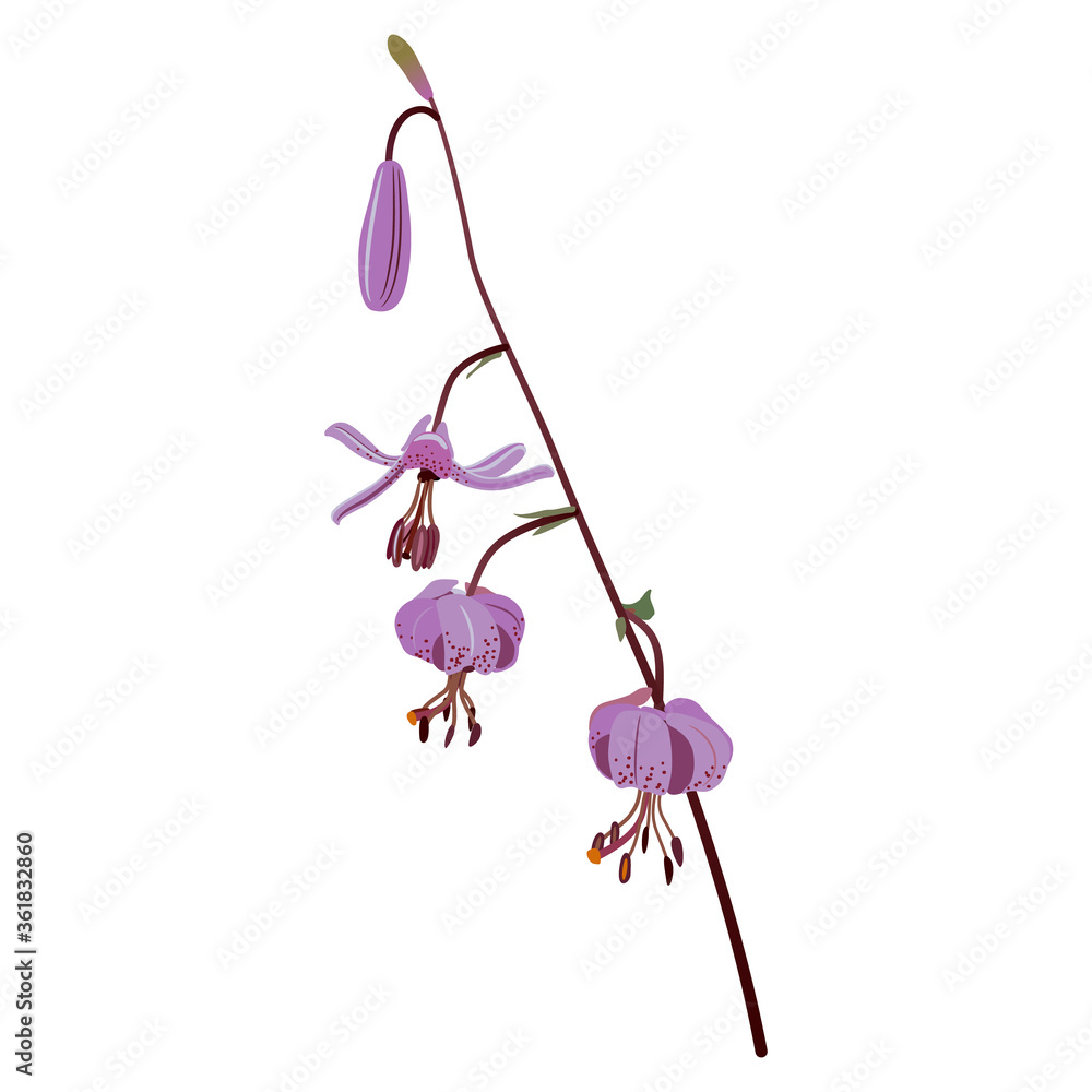 Isolated vector illustration of wild flower. Branch of Lilium Martagon ...
