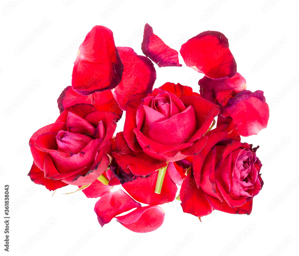 top view of pile of fallen petals and withered blooms of red rose ...