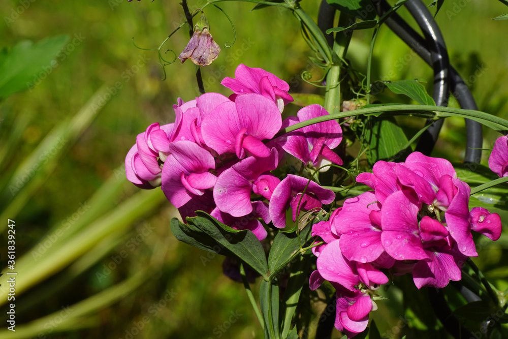 Foto de Pink flowers of everlasting pea (Lathyrus latifoliusof the pea family Fabaceae. Early ...