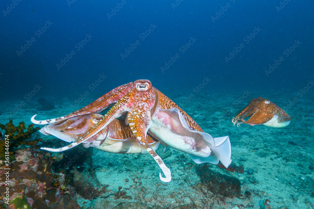 Pharaoh cuttlefish mating at the coral reef Stock Photo | Adobe Stock