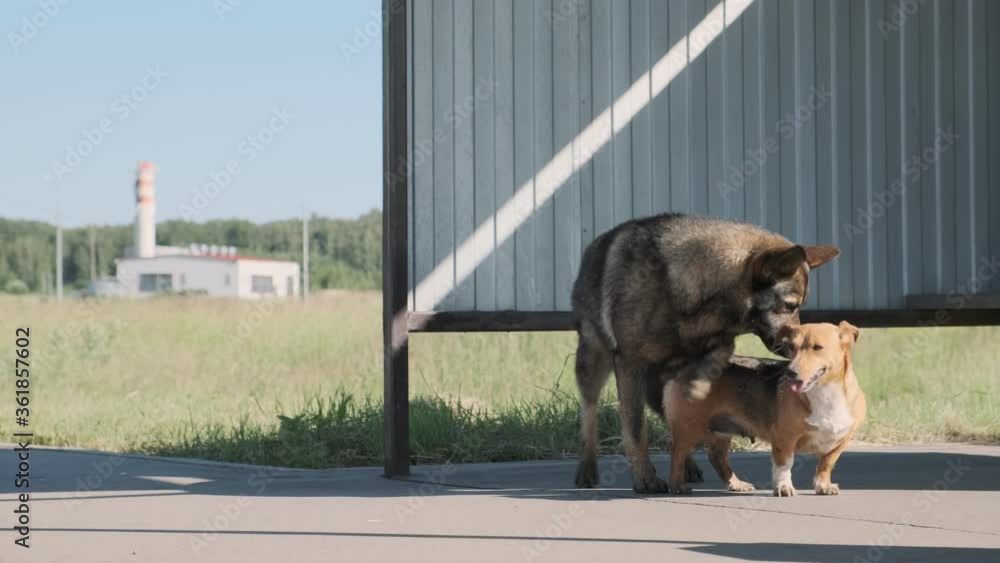 Two stray dogs mating outside. Stock Video | Adobe Stock