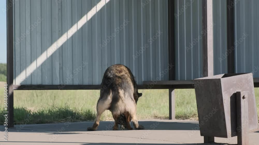 Two stray dogs mating outside. Stock Video | Adobe Stock