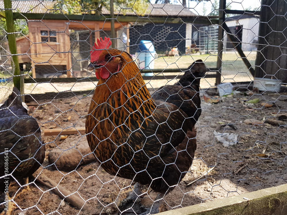 Hen walking in an outside chicken coop pictured through the wire fence ...