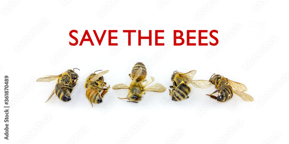 save the Bees, stop decline in Bees due to habitat destruction ...
