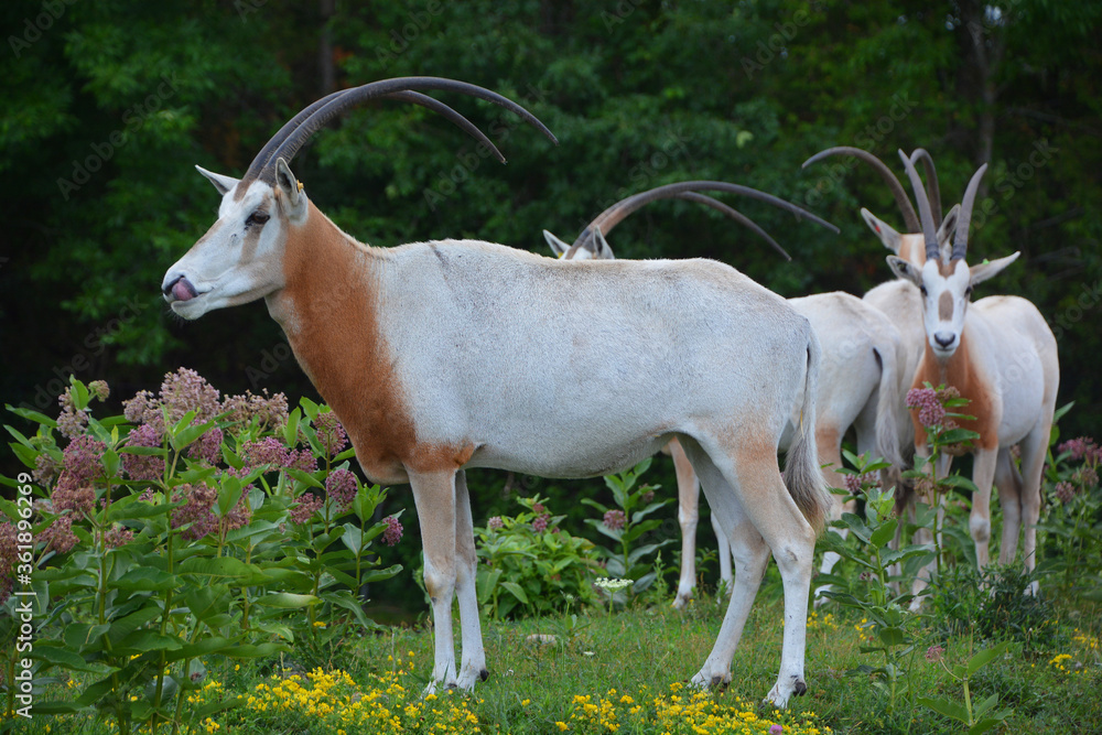 Addax, also known as the white antelope and the screwhorn antelope, is ...