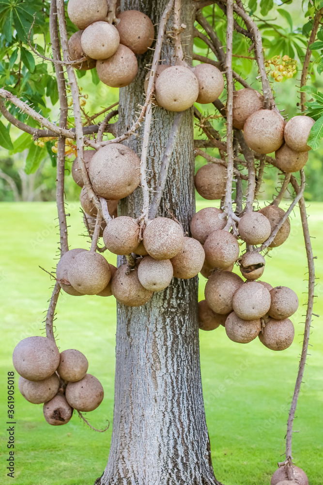 Fruit of Cannonball tree, or another name is Sal or Sala tree in the ...