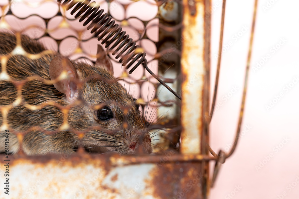 Brown rat trapped steel cage or mousetrap. The eyes of the rat ...