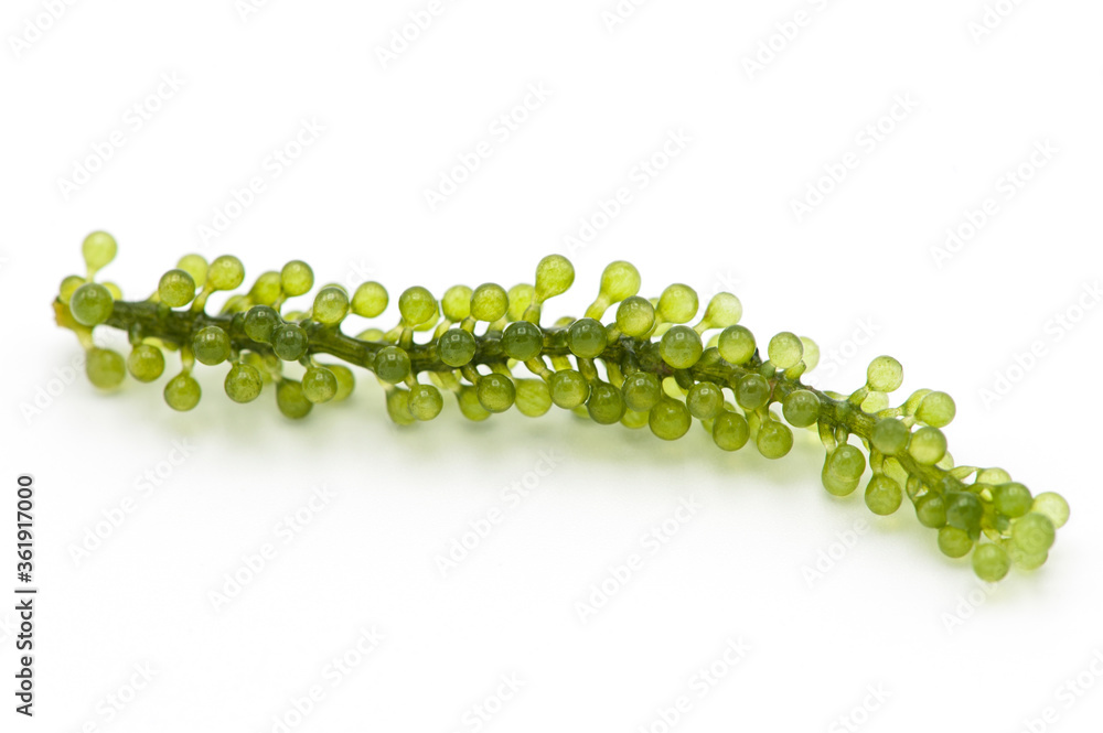 Sea grapes isolated on white background, Sea grapes seaweed, Healthy ...