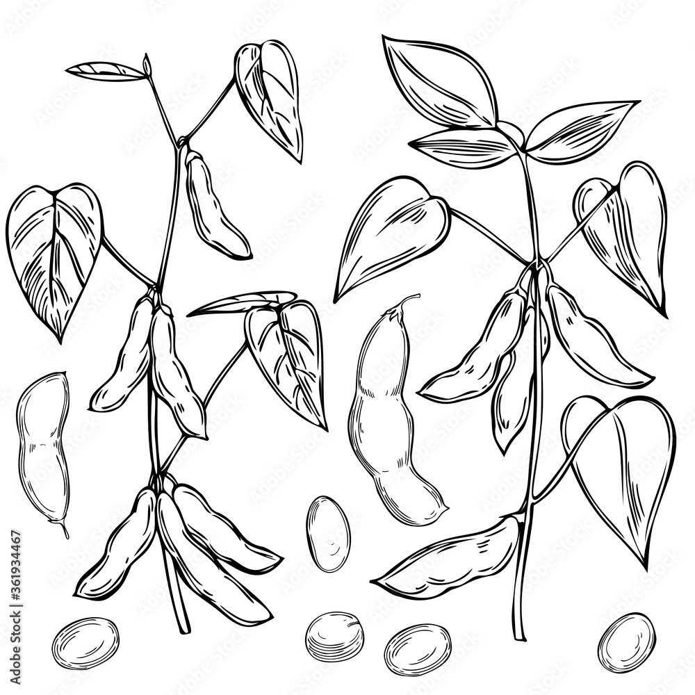Hand drawn soybean plant on a white background. Vector sketch ...