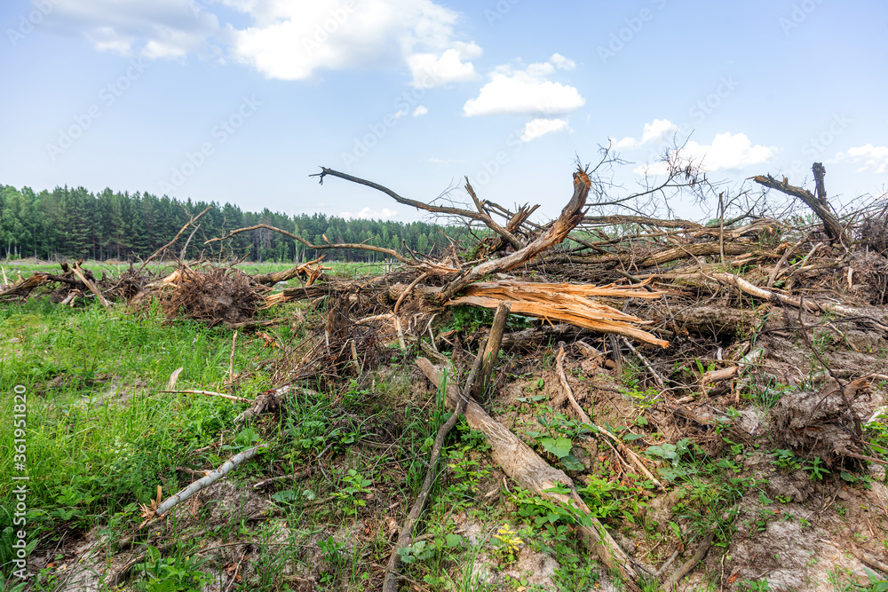 Area of illegal logging. Forests Deforestation humans are causing global warming. Deforestation ...