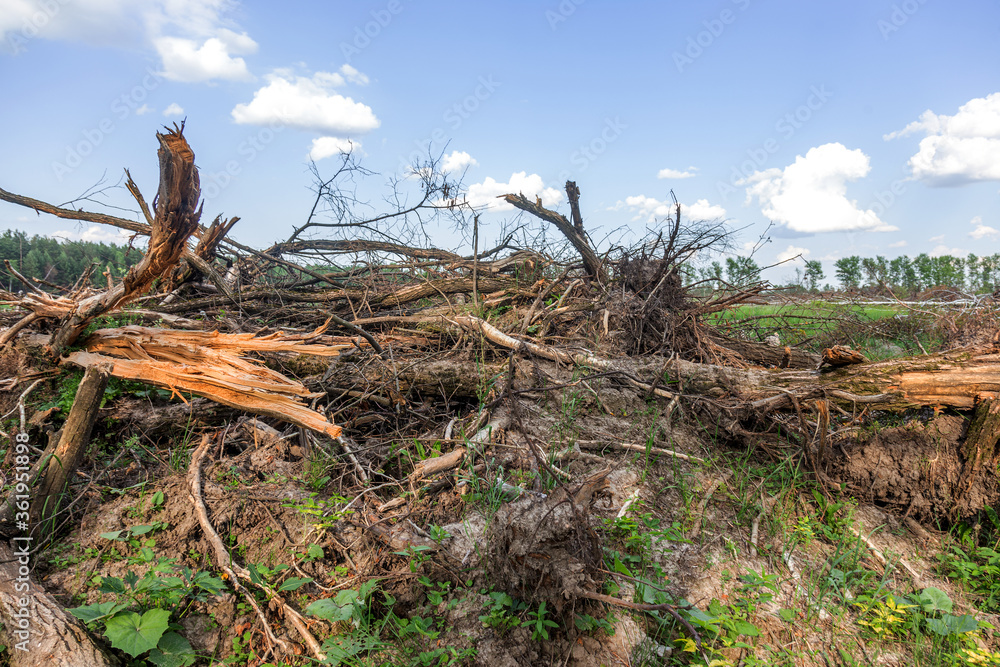 Area of illegal logging. Forests Deforestation humans are causing ...