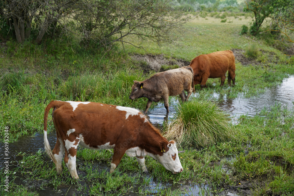 Cows graze and drink on the banks of the stream. Cattle-breeding ...