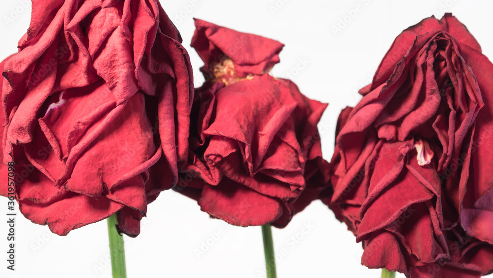 Wilted Flower Rocks