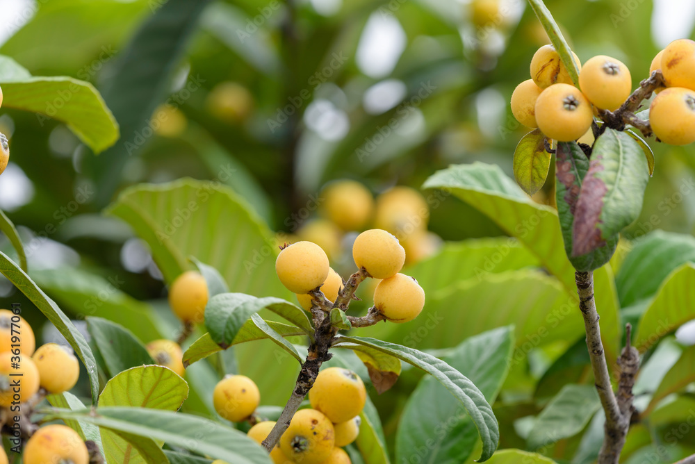 Beginning ripe Japanese Loquat fruits, Eriobotrya japonica, on the ...