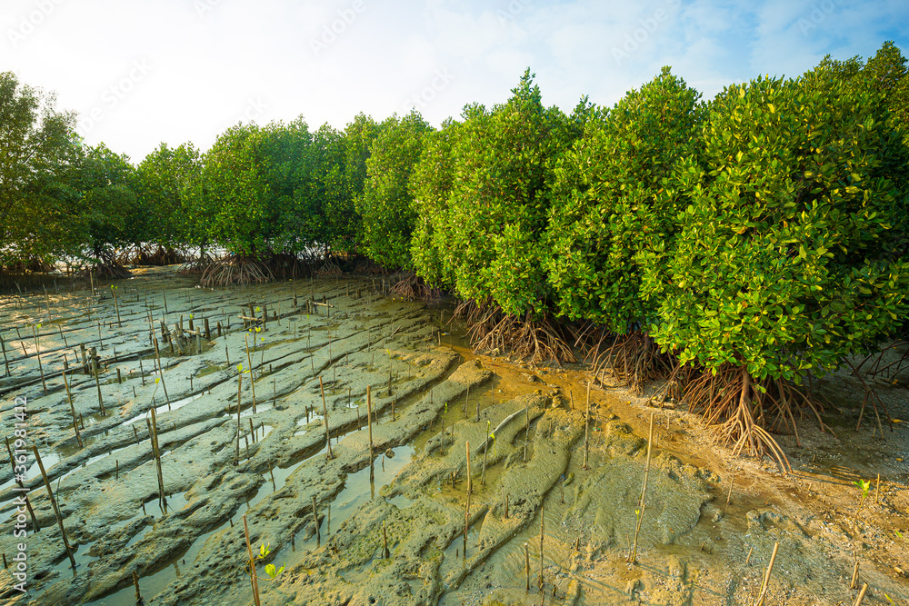Mangrove forest, Rayong, Thailand. The forest mangrove with wooden ...