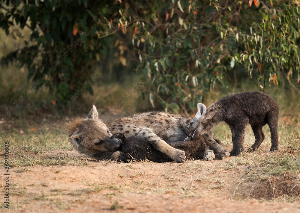 Hyena: mother feeding one of her cub and other biting its ear, Masai ...