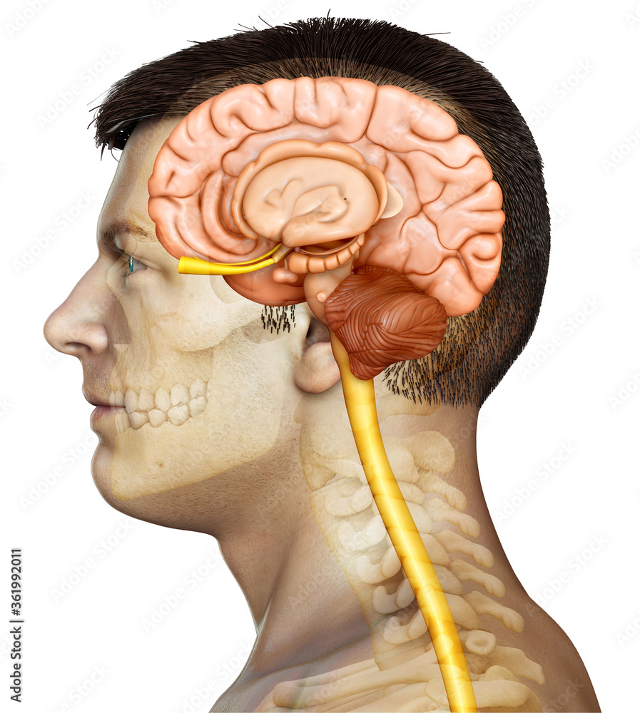3d rendering medical illustration of male brain anatomy Stock ...