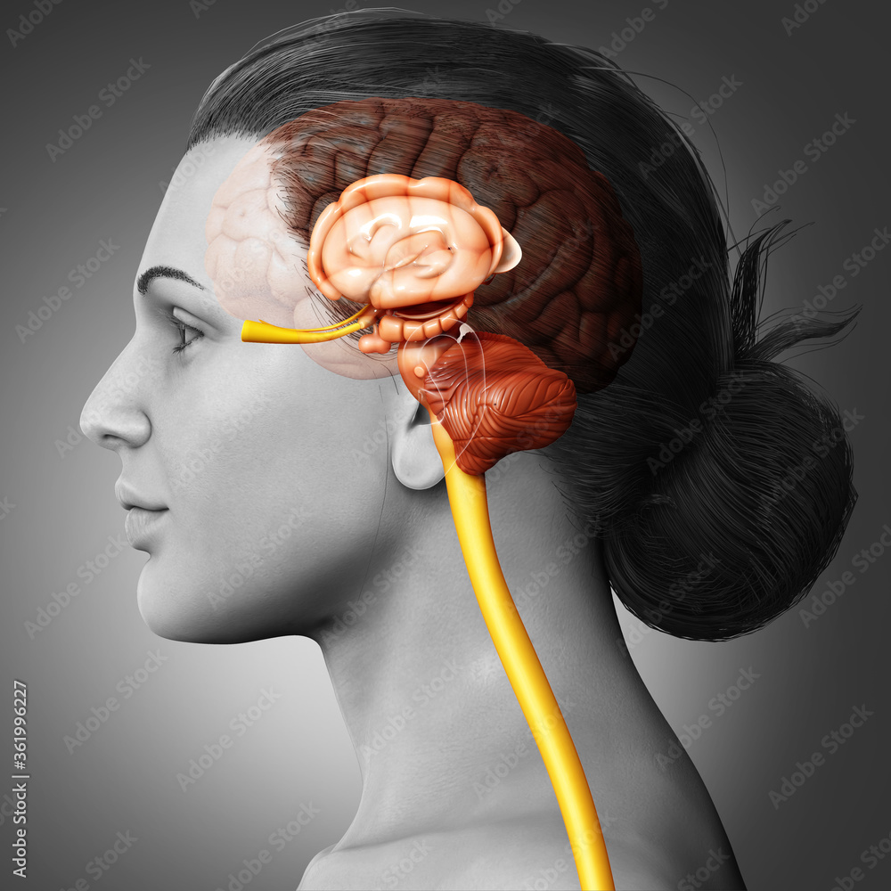 3d rendered medically accurate illustration of a female brain anatomy ...