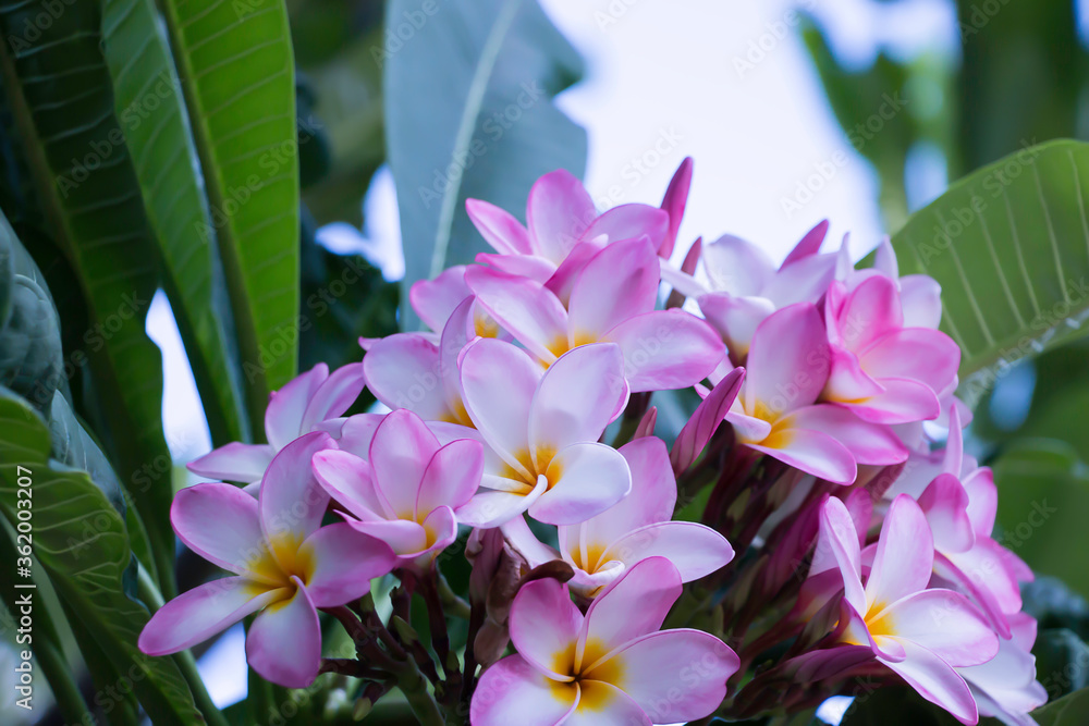 Natural colorful flower wallpapers, beautiful color backgrounds for ...