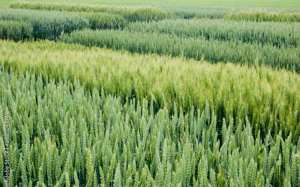 Photo & Art Print demonstration sectors of plot grain crops, new ...