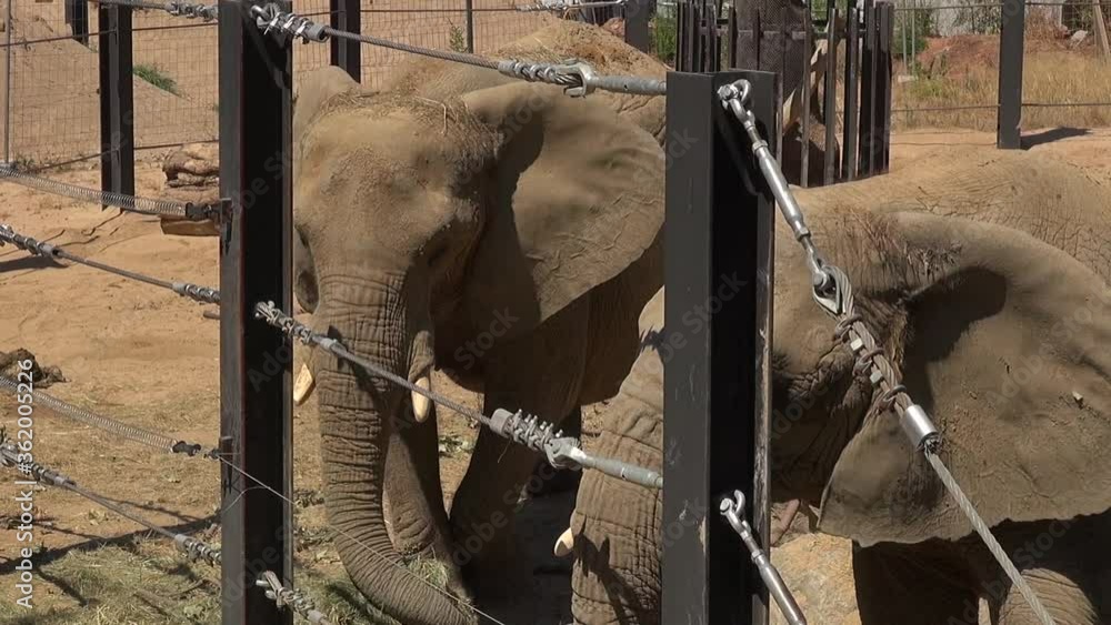 Animal fauna nature zoo conservation habitat environment captivity ...