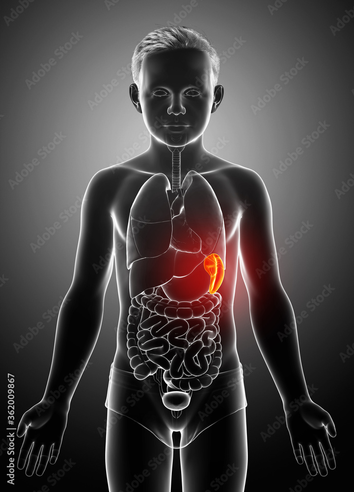3d rendered, medically accurate illustration of a young boy Spleen ...