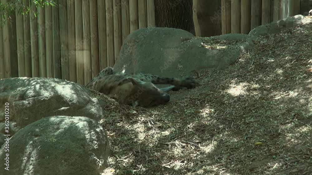 Animal fauna nature zoo conservation habitat environment captivity ...