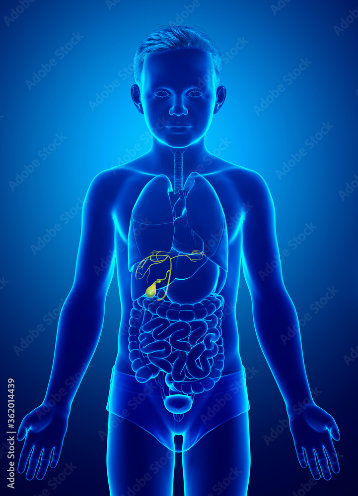 3d rendered medically accurate illustration of young boy Organs ...