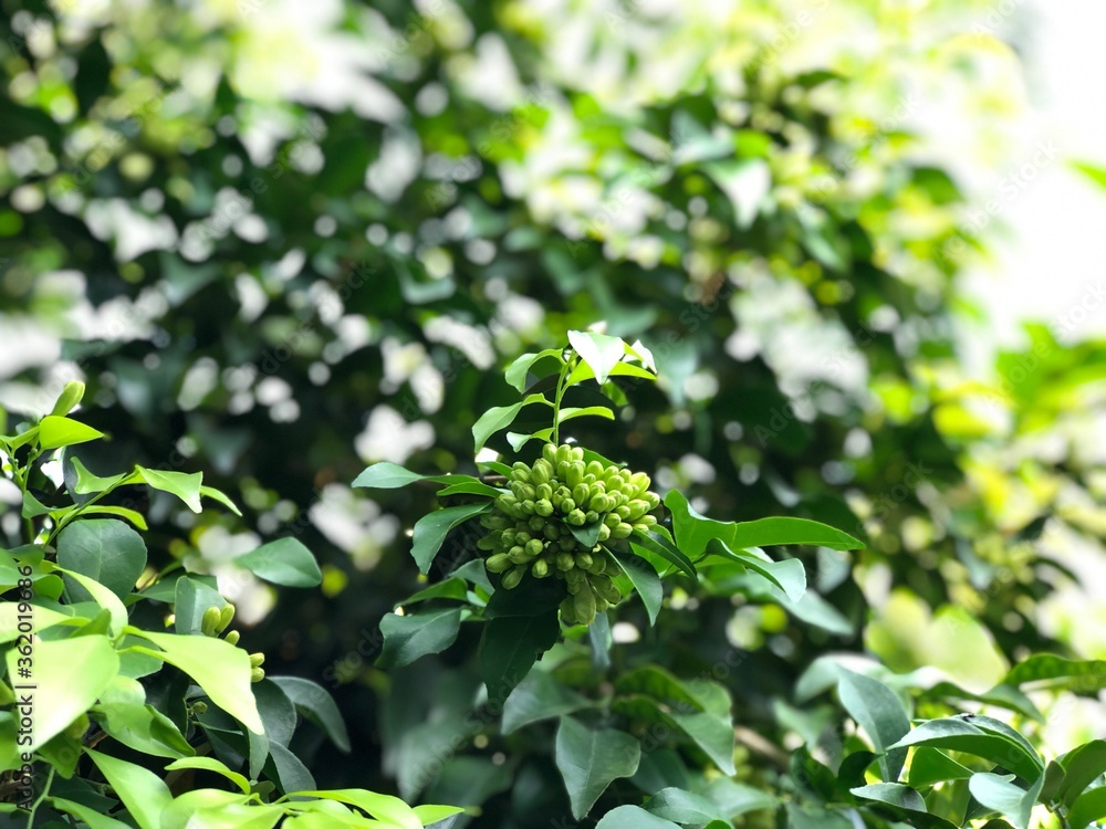 Beautiful green leaves of plants named Beautiful green leaves of plants named