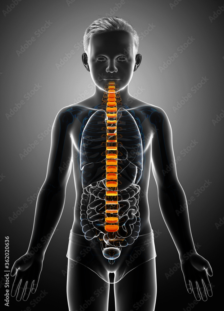 Backbone intervertebral disc anatomy Stock Illustration | Adobe Stock