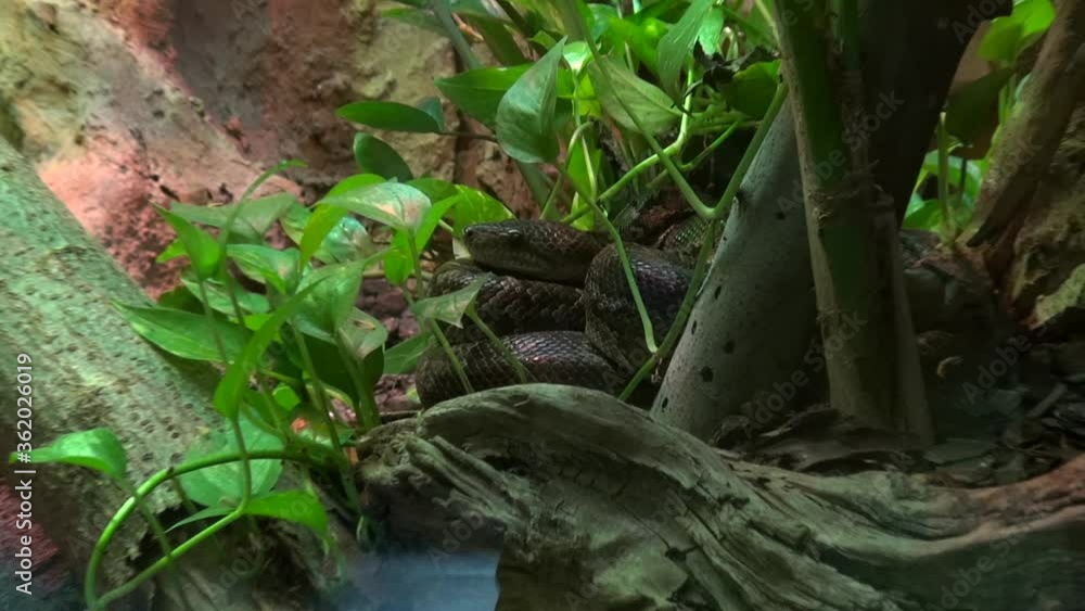 Animal fauna nature zoo conservation habitat environment captivity ...