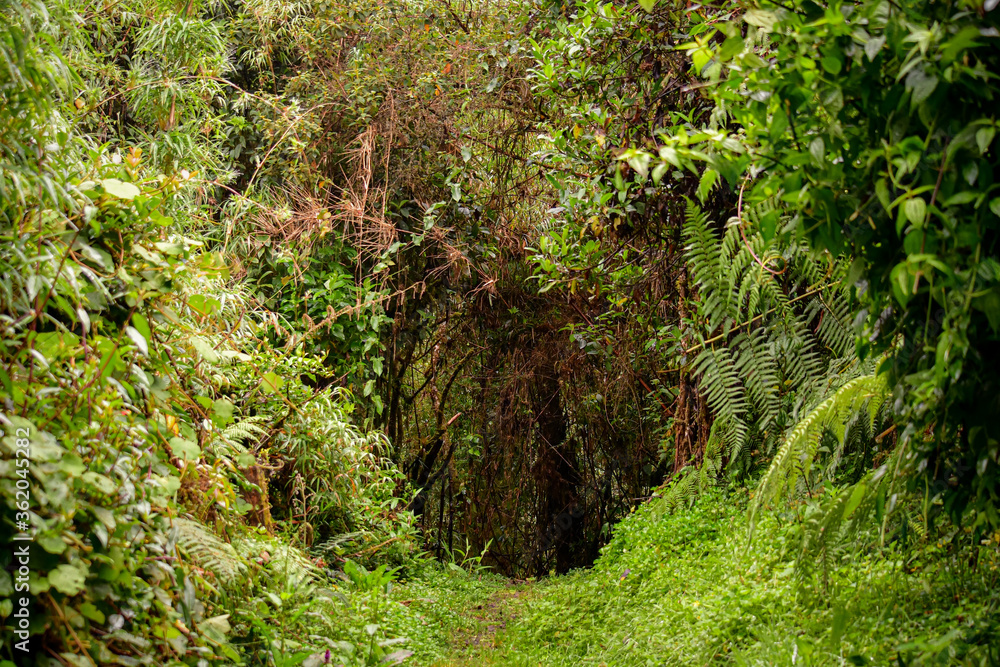 Camino del bosque Andino - Guango, Ecuador Stock Photo | Adobe Stock